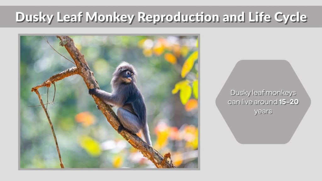 Dusky Leaf Monkey: Habitat, Diet, Behavior and Fascinating Facts