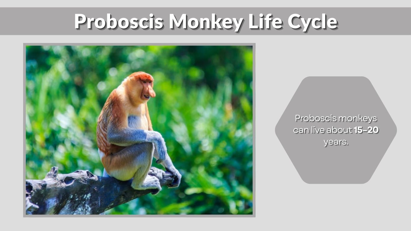 Proboscis Monkey: Habitat, Diet, Size and Interesting Facts