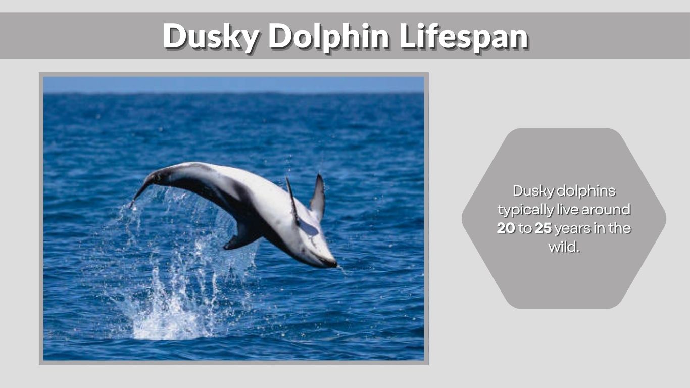 Dusky Dolphin: Identification, Habitat, Diet, Life Cycle & Facts