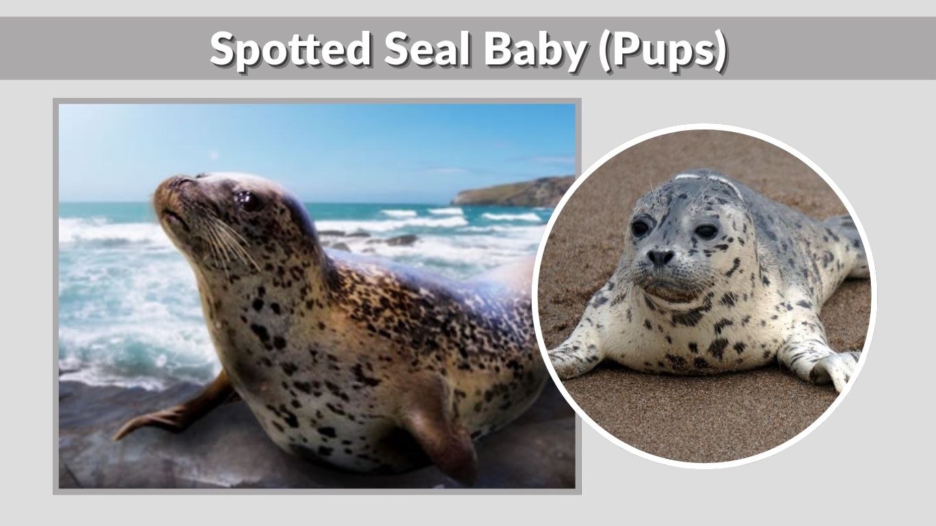 Spotted Seal: Habitat, Diet, Size, Lifespan and Key Facts