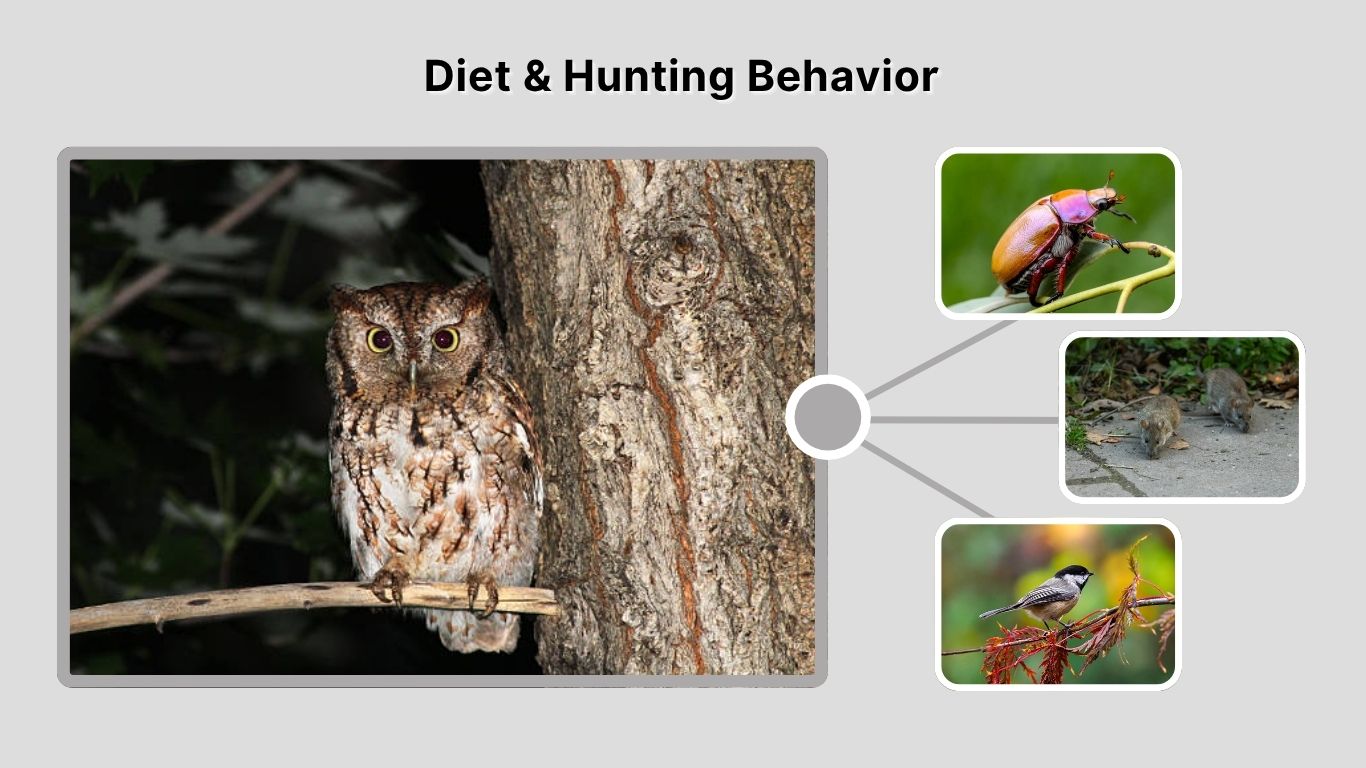 Eastern Screech Owl: Habitat, Diet, Behavior & Interesting Facts