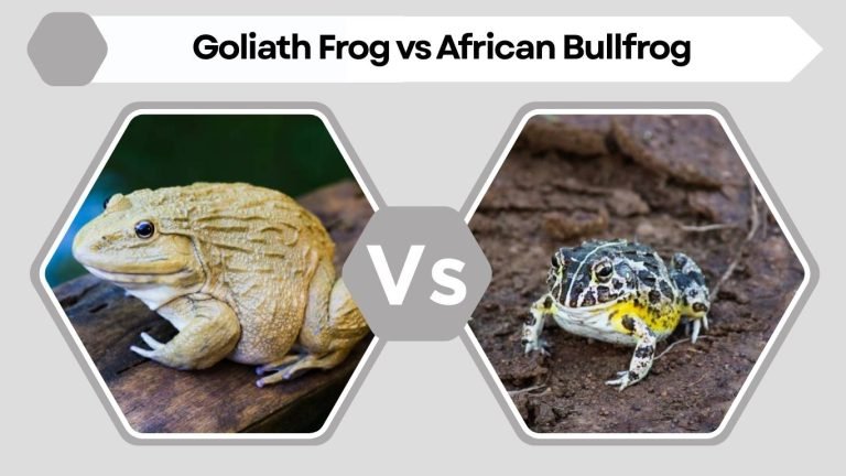 Goliath Frog: Size, Habitat, Diet & Amazing Facts