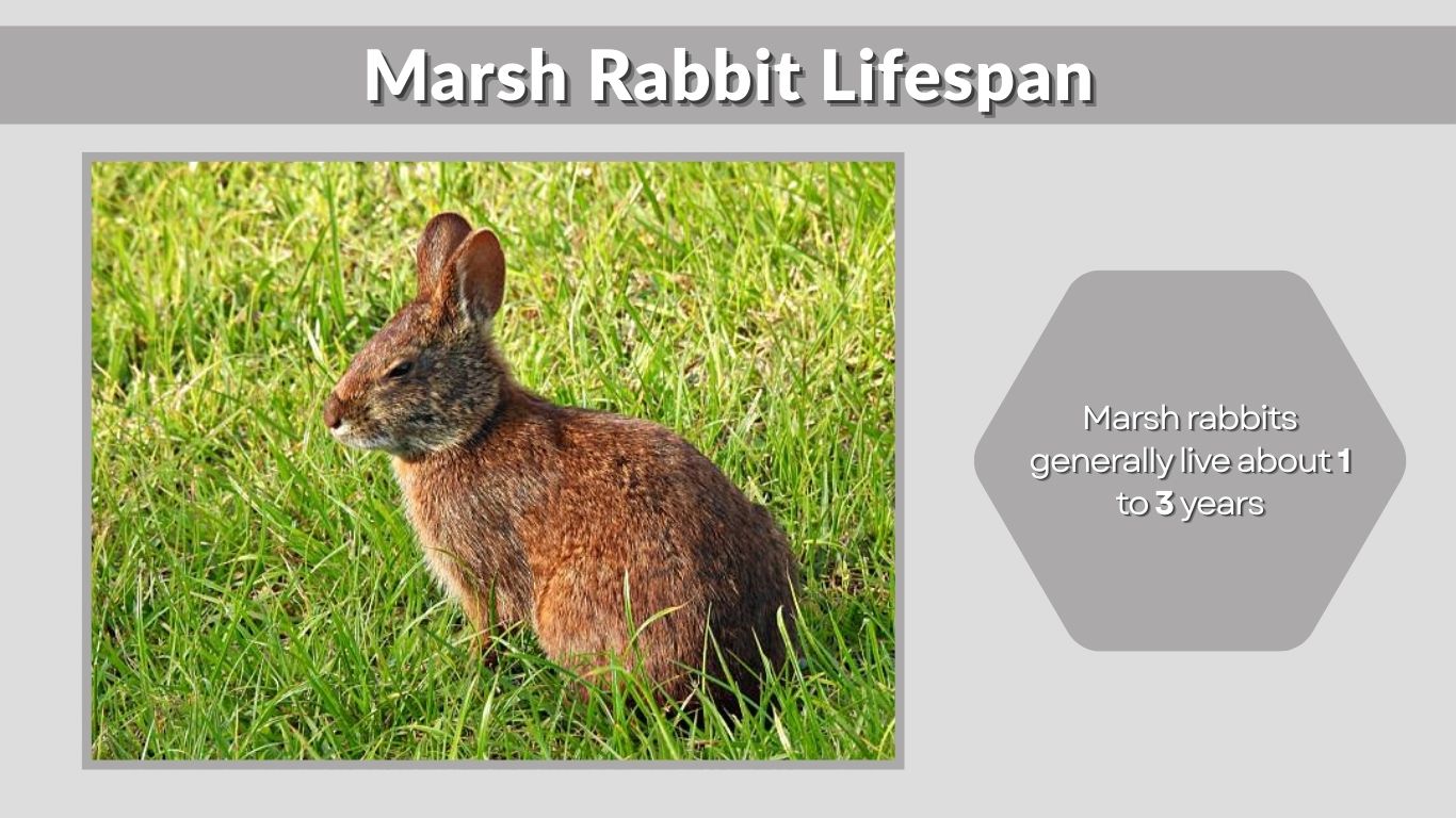 Marsh Rabbit: Habitat, Diet, Lifespan, and Interesting Facts