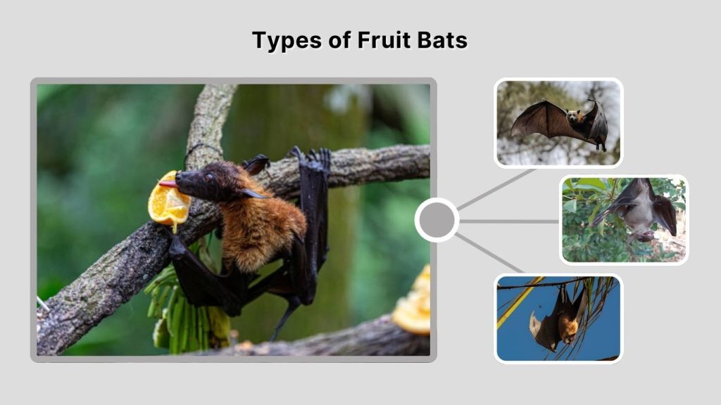 Fruit Bat: Habitat, Diet, Types, and Interesting Facts