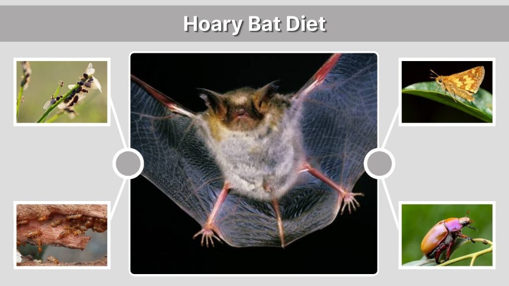Hoary Bat: Habitat, Diet, Life Cycle, Lifespan & Facts