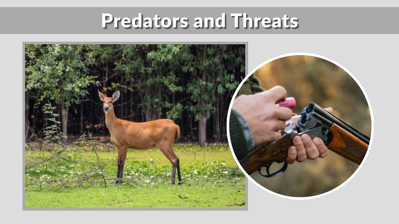 Marsh Deer: Habitat, Diet, Facts and Where They Live