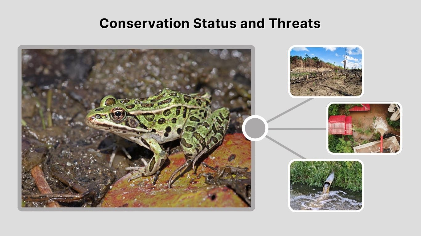 Leopard Frog Care, Habitat, Diet, and Lifespan Guide
