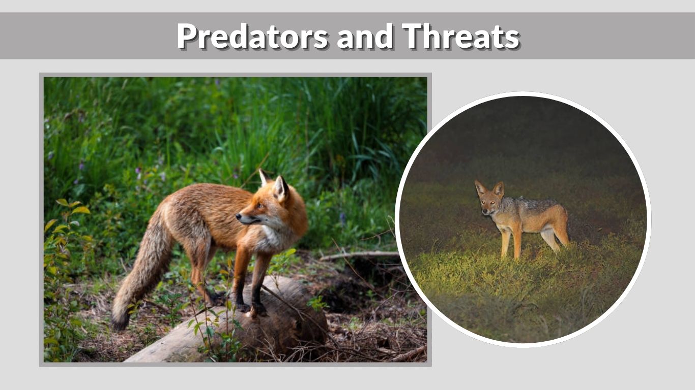 Pale Fox: Habitat, Diet, Facts, Behavior & Lifespan