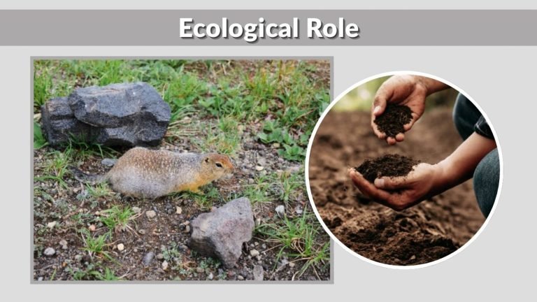 Arctic Shrew: Habitat, Diet, Behavior and Fascinating Facts