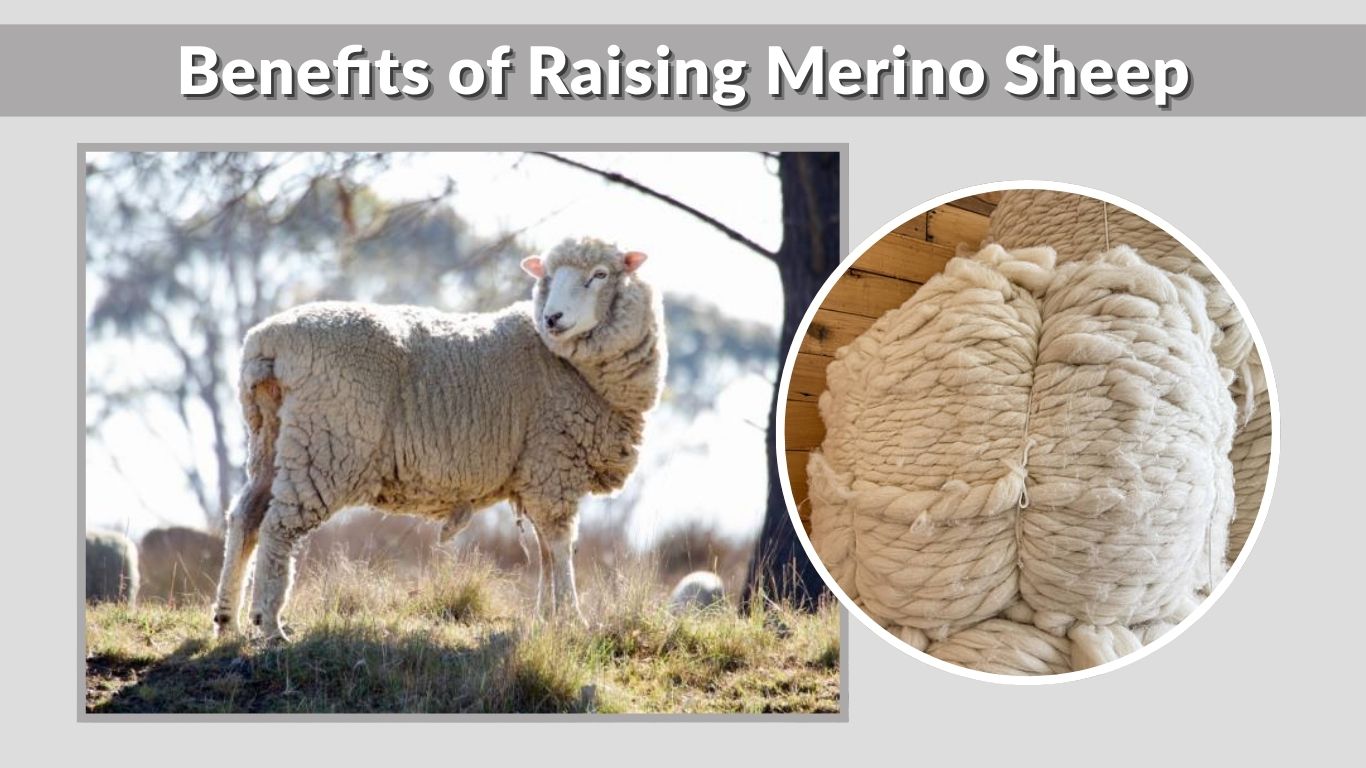 Merino Sheep: Origin, Wool, Characteristics, Habitat & Farming