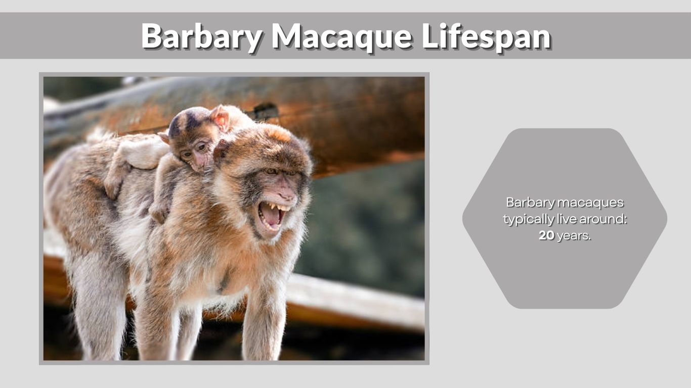 Barbary Macaque: Habitat, Diet, Facts & Unique Characteristics