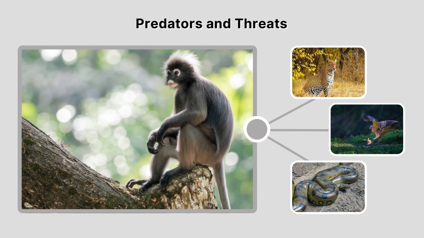 Dusky Leaf Monkey: Habitat, Diet, Behavior and Fascinating Facts