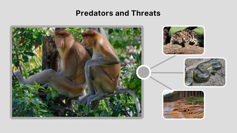 Proboscis Monkey: Habitat, Diet, Size and Interesting Facts