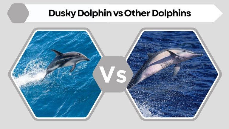 Dusky Dolphin: Identification, Habitat, Diet, Life Cycle & Facts
