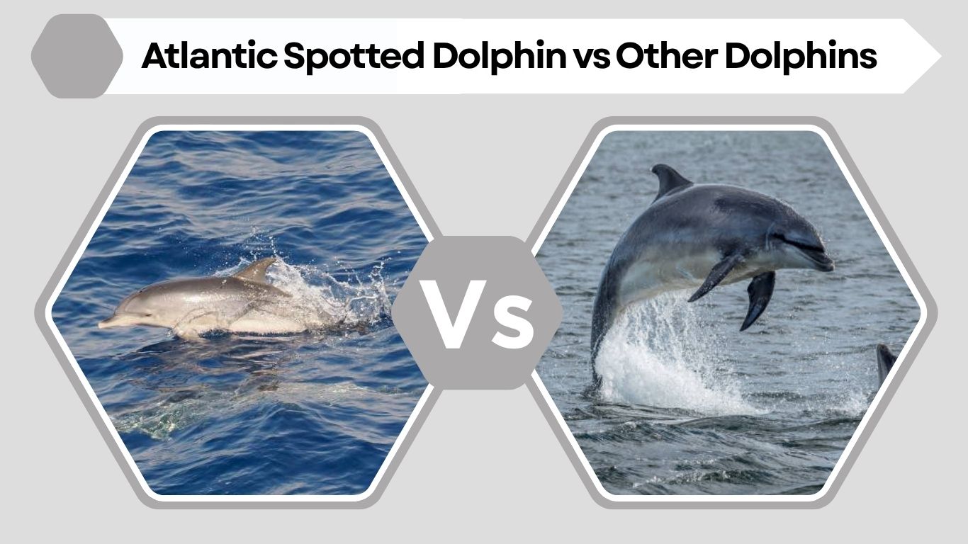 Atlantic Spotted Dolphin: Habitat, Life Cycle, Diet & Facts