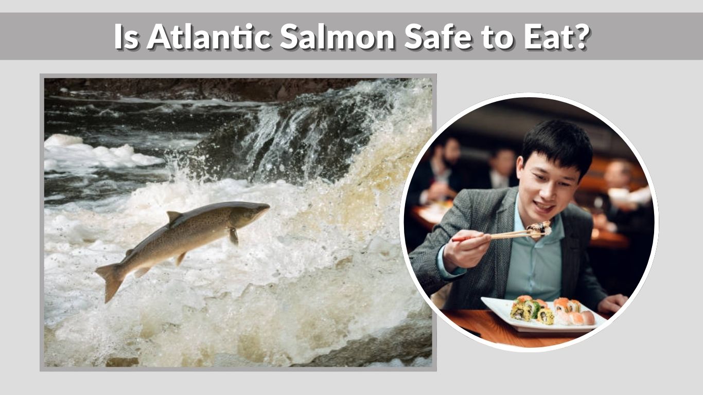 Atlantic Salmon: Nutrition, Benefits, Habitat & Facts
