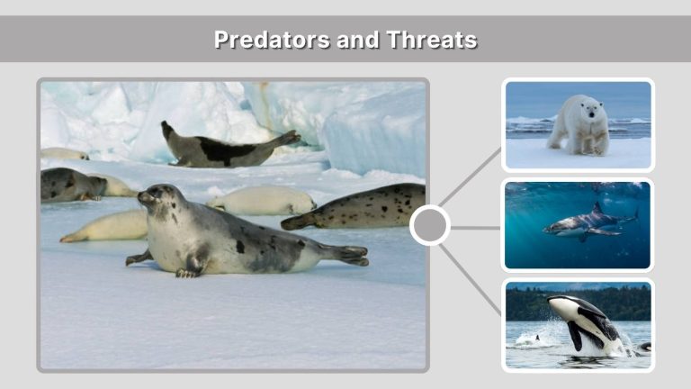 Harp Seal: Habitat, Baby Seals, Diet, Life Cycle & Facts