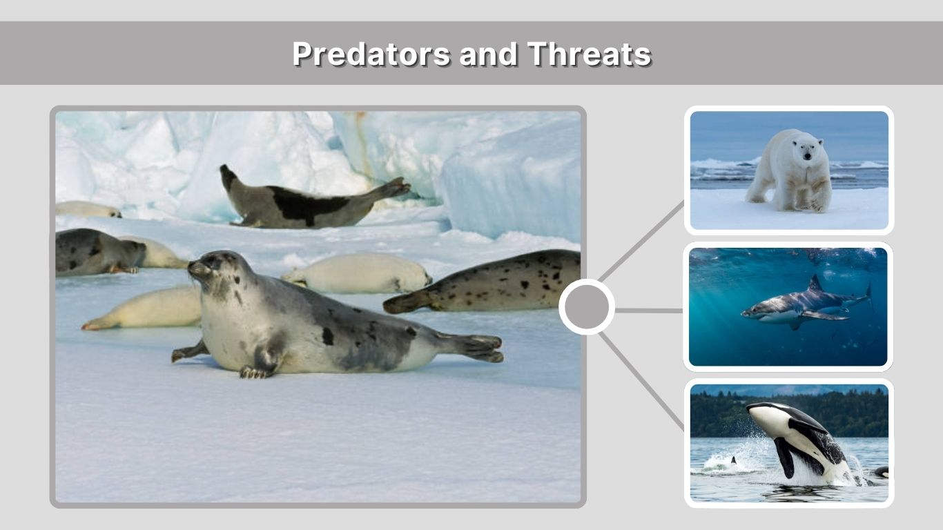 Harp Seal: Habitat, Baby Seals, Diet, Life Cycle & Facts