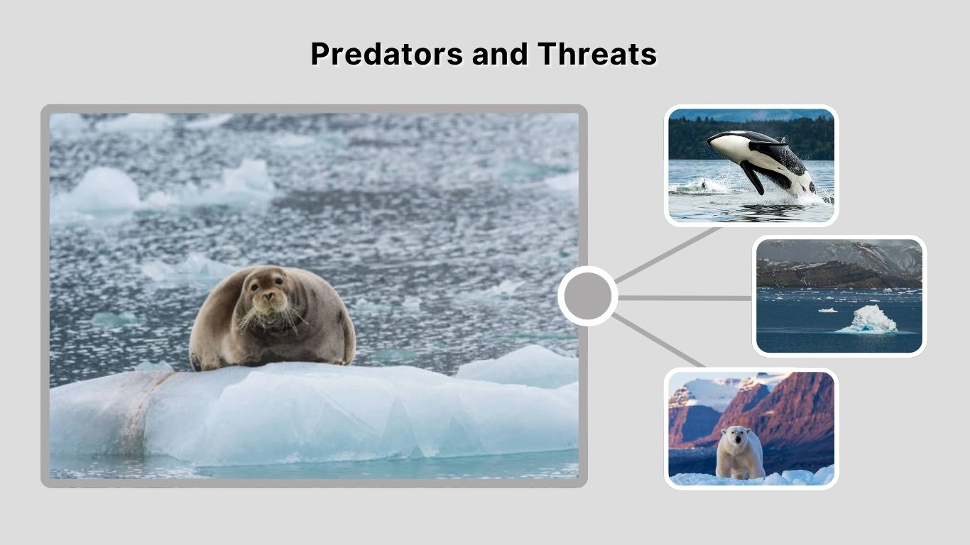 Bearded Seal: Facts Habitat, Diet, and Unique Features