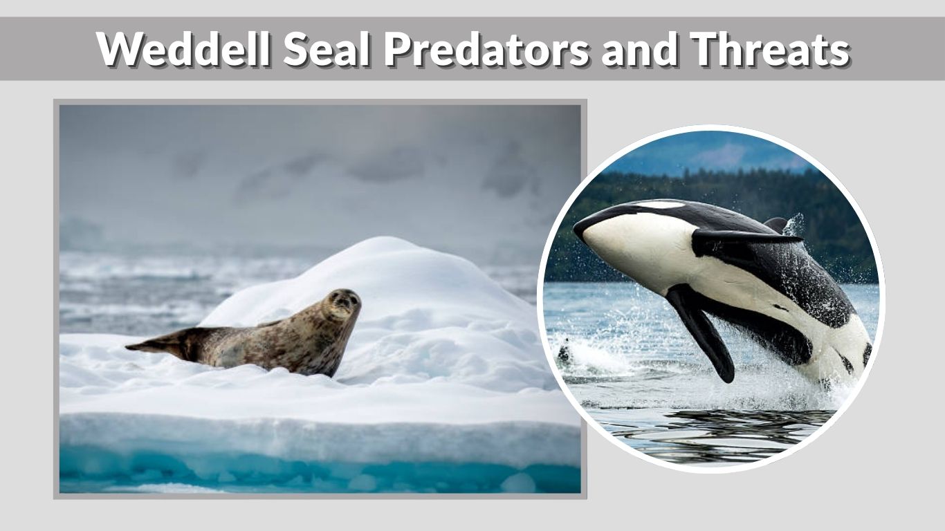 Weddell Seal: Facts, Habitat, Diet, and Antarctic Adaptations
