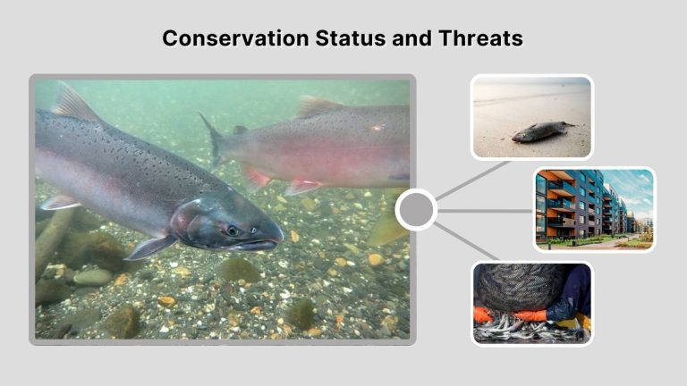 Coho Salmon: Habitat, Diet, Size & Life Cycle