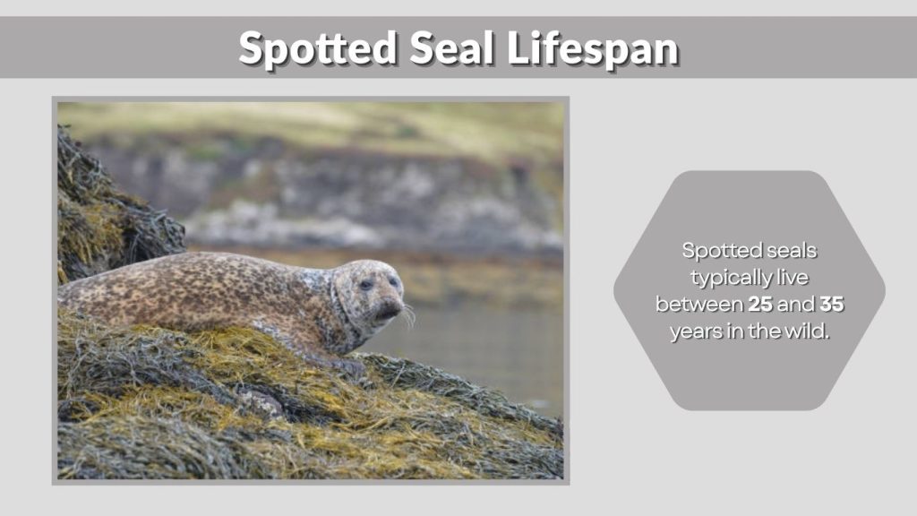 Spotted Seal: Habitat, Diet, Size, Lifespan and Key Facts