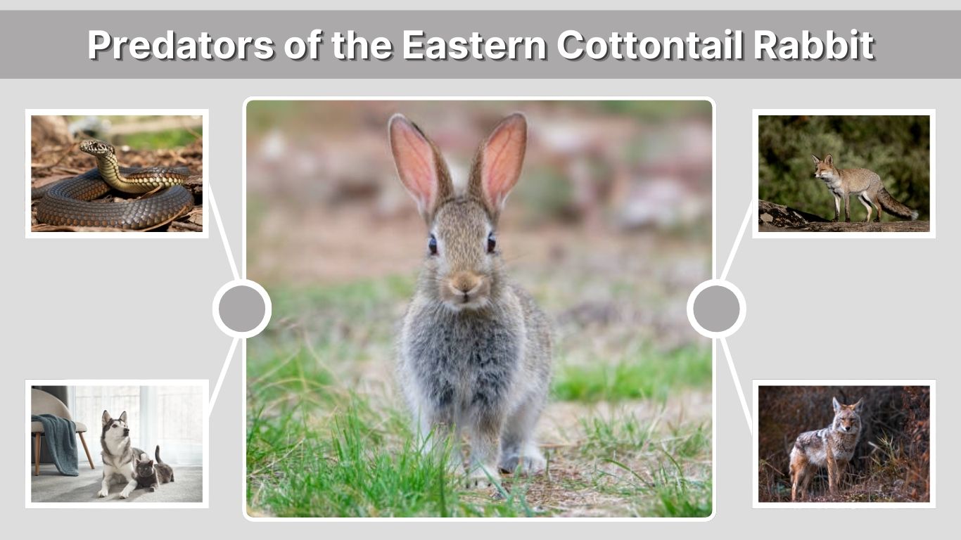 Eastern Cottontail Rabbit: Habitat, Diet, Lifespan, and Facts
