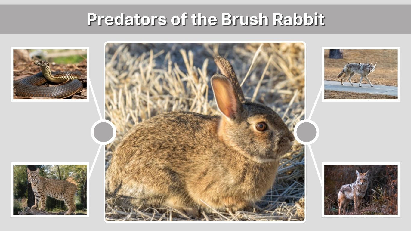 Brush Rabbit: Habitat, Diet, Lifespan, and Interesting Facts
