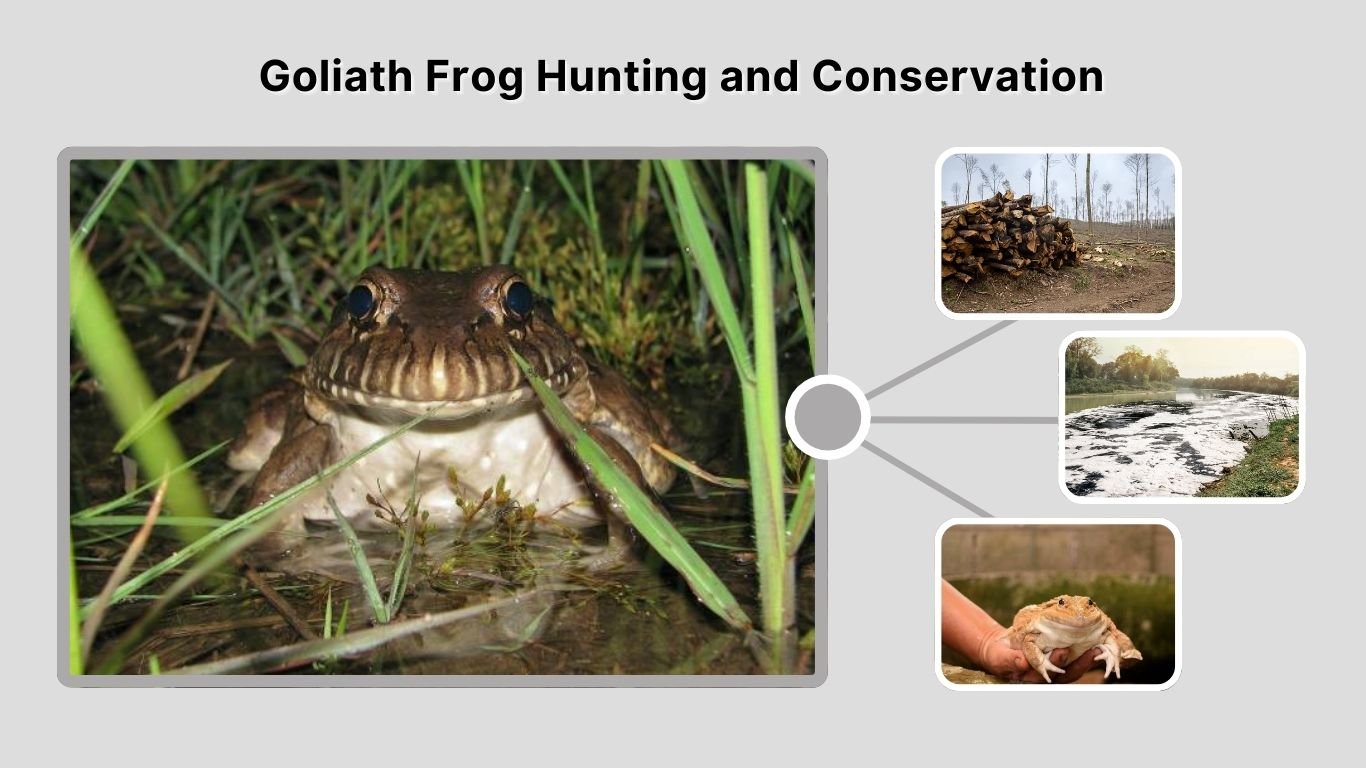 Goliath Frog: Size, Habitat, Diet & Amazing Facts