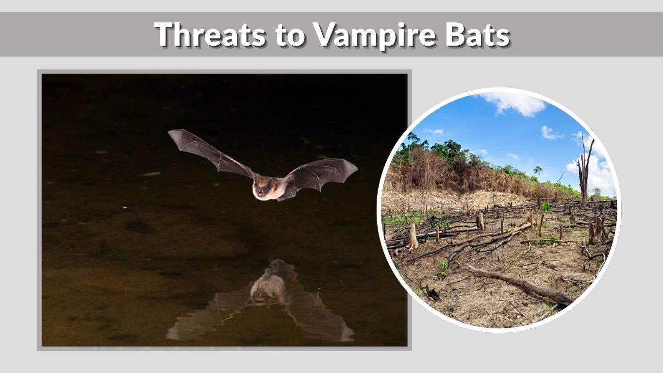 Vampire Bat: Diet, Habitat, Behavior, and Interesting Facts