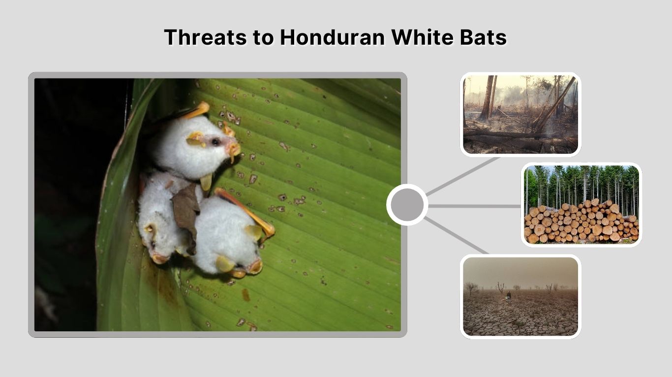 Honduran White Bat: Habitat, Diet, Lifespan, Life Cycle & Facts