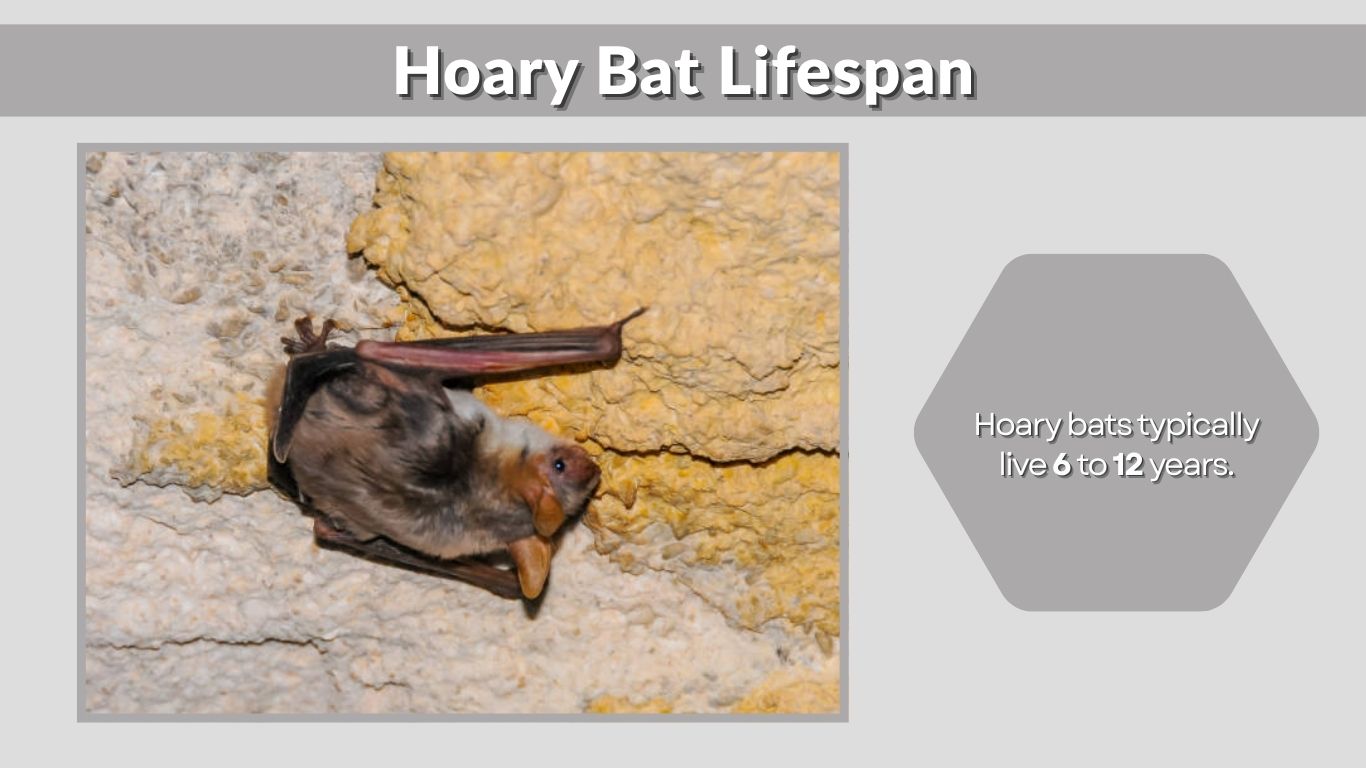 Hoary Bat: Habitat, Diet, Life Cycle, Lifespan & Facts