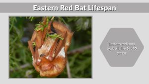 Eastern Red Bat: Habitat, Diet, Lifespan and Fascinating Facts