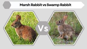 Marsh Rabbit: Habitat, Diet, Lifespan, and Interesting Facts