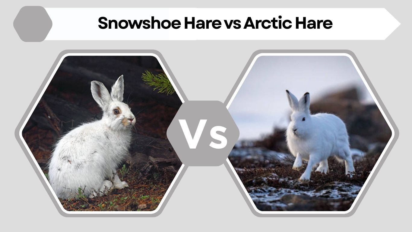 Snowshoe Hare: Habitat, Diet, Life Cycle, and Interesting Facts