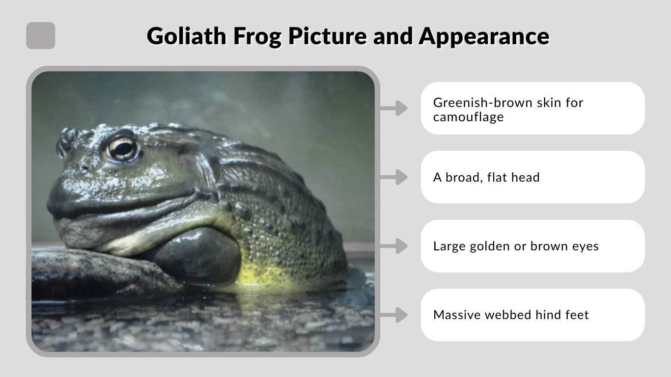 Goliath Frog: Size, Habitat, Diet & Amazing Facts
