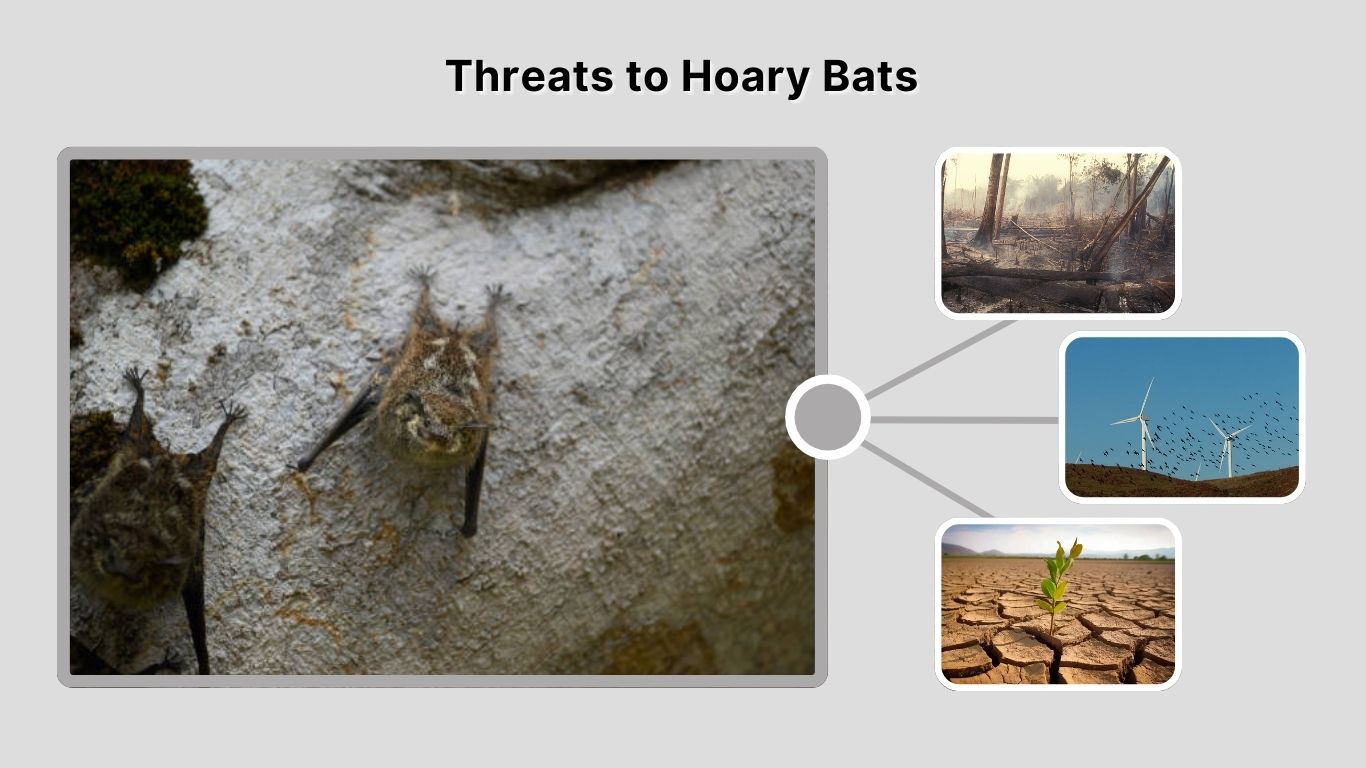 Hoary Bat: Habitat, Diet, Life Cycle, Lifespan & Facts