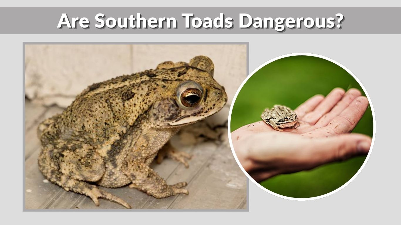 Southern Toad: Identification, Size, Habitat, Diet & Facts
