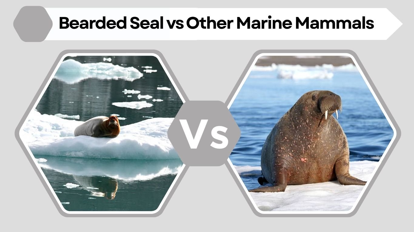 Bearded Seal: Facts Habitat, Diet, and Unique Features