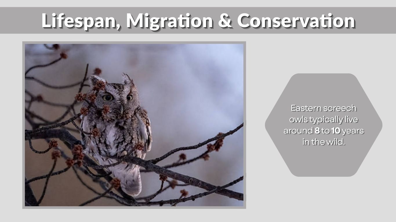Eastern Screech Owl: Habitat, Diet, Behavior & Interesting Facts