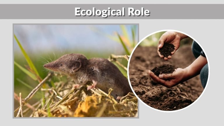 Northern Short-Tailed Shrew: Habitat, Diet, Behavior & Unique Facts