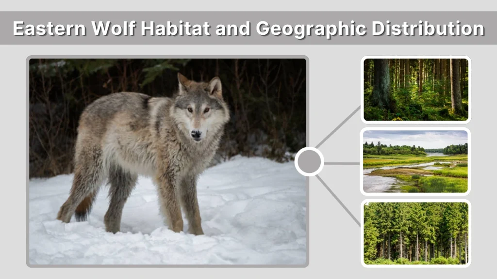 Eastern Wolf: Facts, Characteristics, Diet, Habitat and Survival