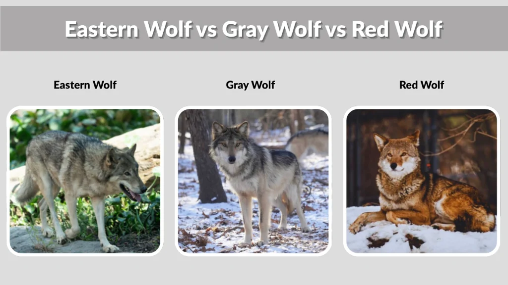 Eastern Wolf: Facts, Characteristics, Diet, Habitat and Survival