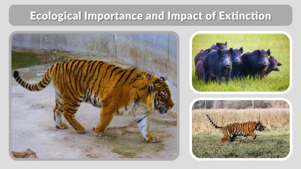 Caspian Tiger: History, Habitat, Diet and Extinction Facts