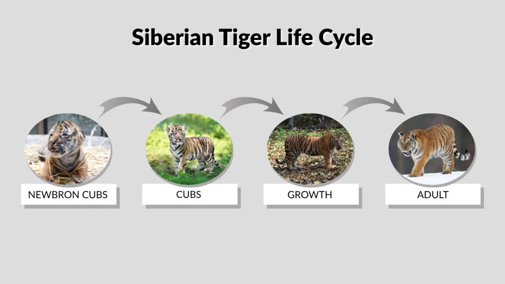 Siberian Tiger: Size, Habitat, Diet, Facts & Complete Guide