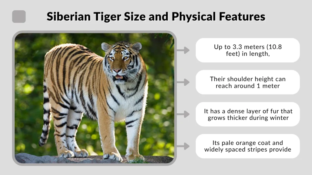 Siberian Tiger: Size, Habitat, Diet, Facts & Complete Guide