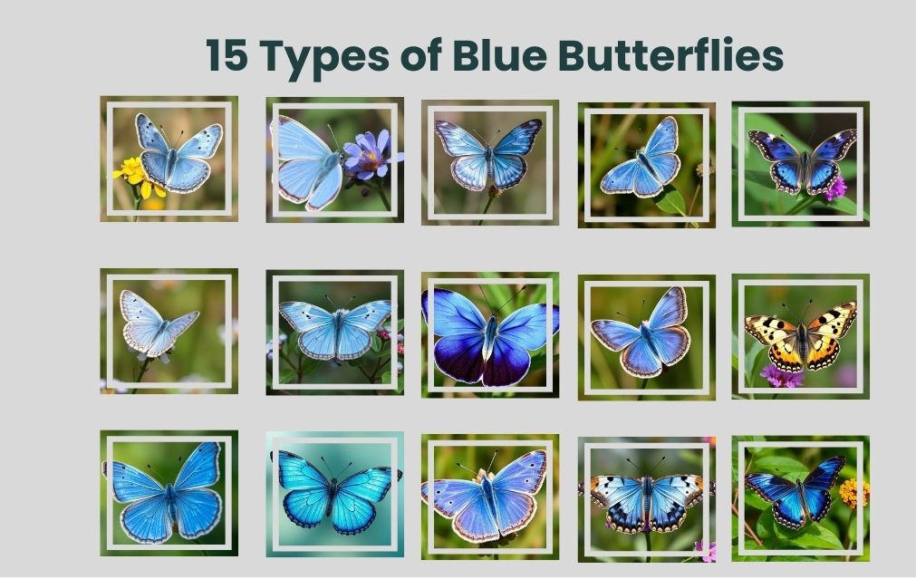 15 Types of Blue Butterflies: Identification with Pictures