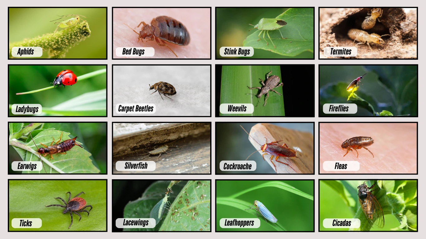17 types of bugs: Identification, Facts with Images