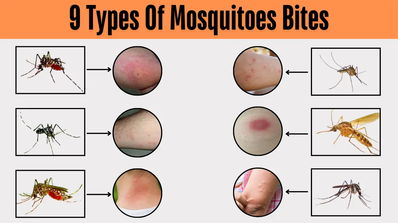 36 Common Types Of Mosquitoes Identification With Pictures