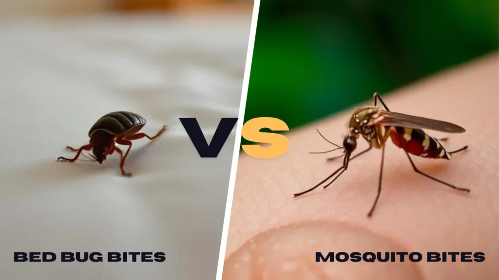 Bed Bug Bites vs Flea, Mosquito, Hives, rash, Scabies bites